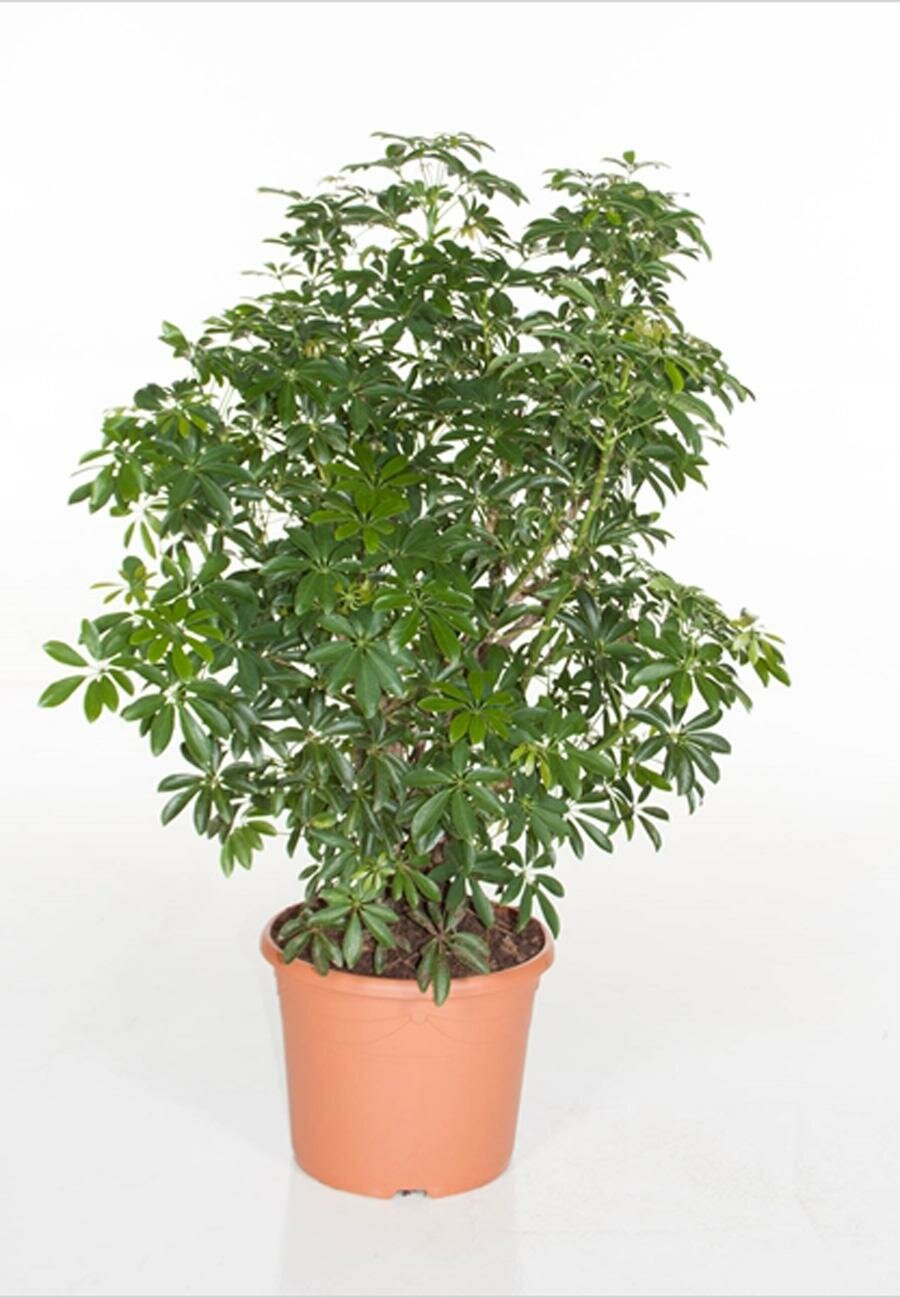 Шеффлера лучелистная Лузеана - Schefflera actinophylla Luseana D24 H80