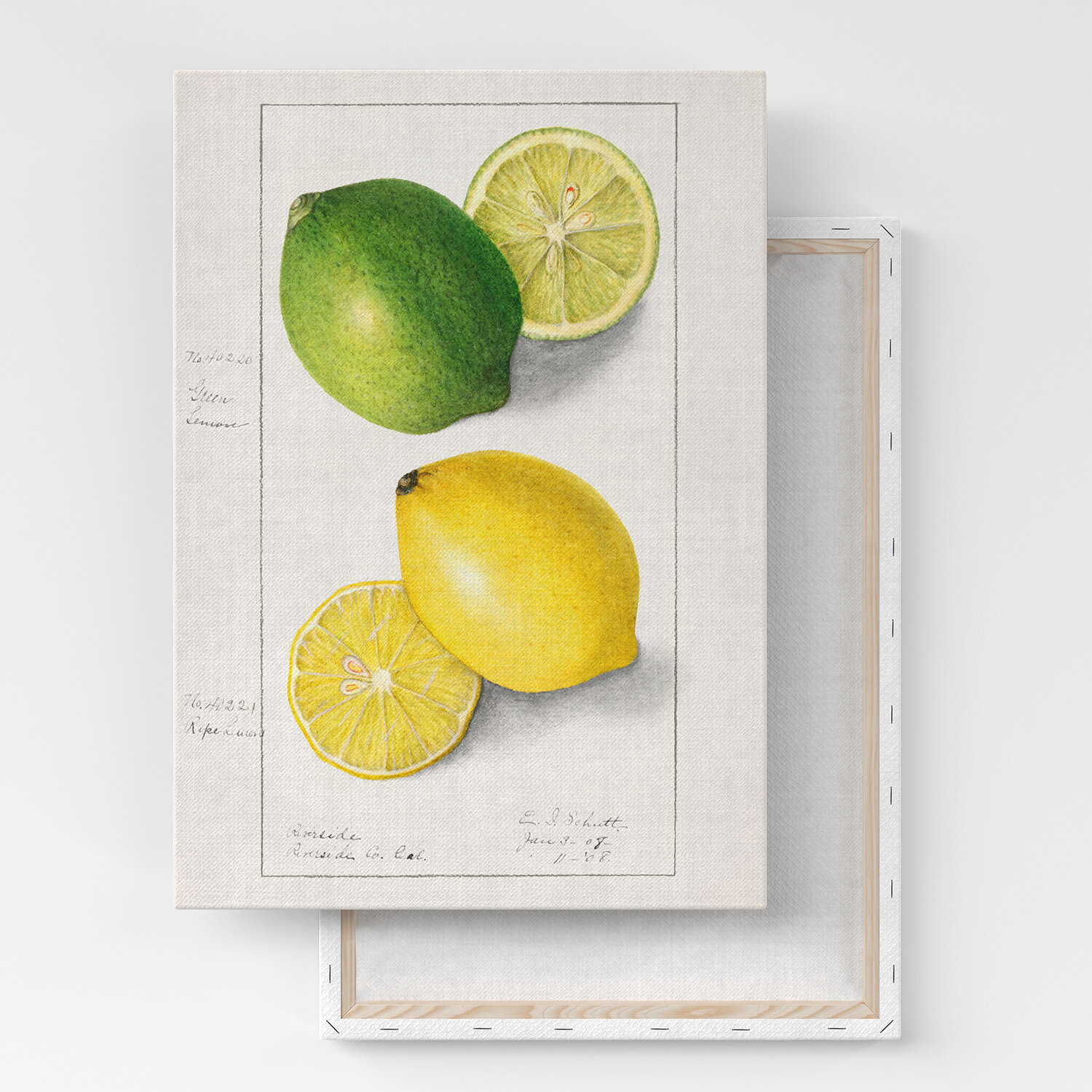 Картина на холсте, репродукция / Гравюры фруктов - лимон / Размер 60 x 80 см