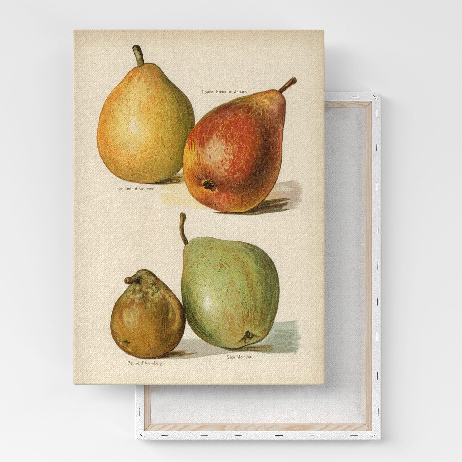 Картина на холсте, репродукция / Гравюры фруктов - груши / Размер 30 x 40 см