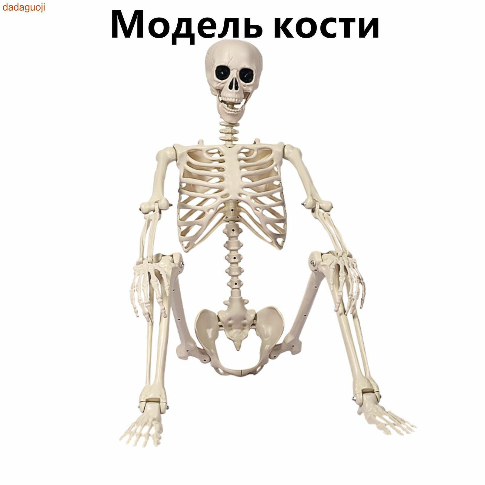 Наборы для исследований и опытов, Скелет учебный анатомический165 см, украшение для Хэллоуина,1 шт