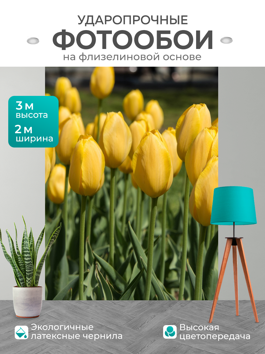 Фотообои моющиеся ударопрочные "Тюльпаны, желтый, цветы" 200x300 см. флизелиновые на стену