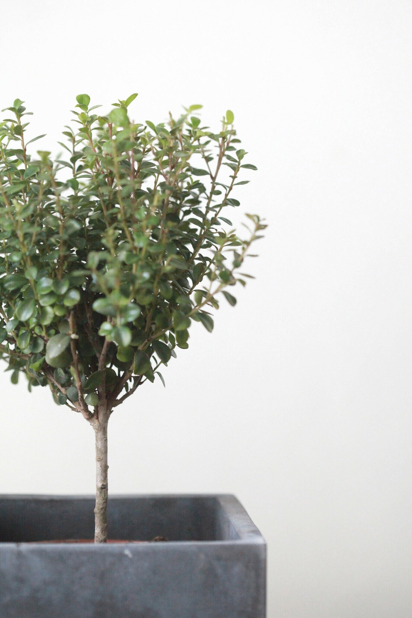 Кашпо Куб 15 тёмно-серый