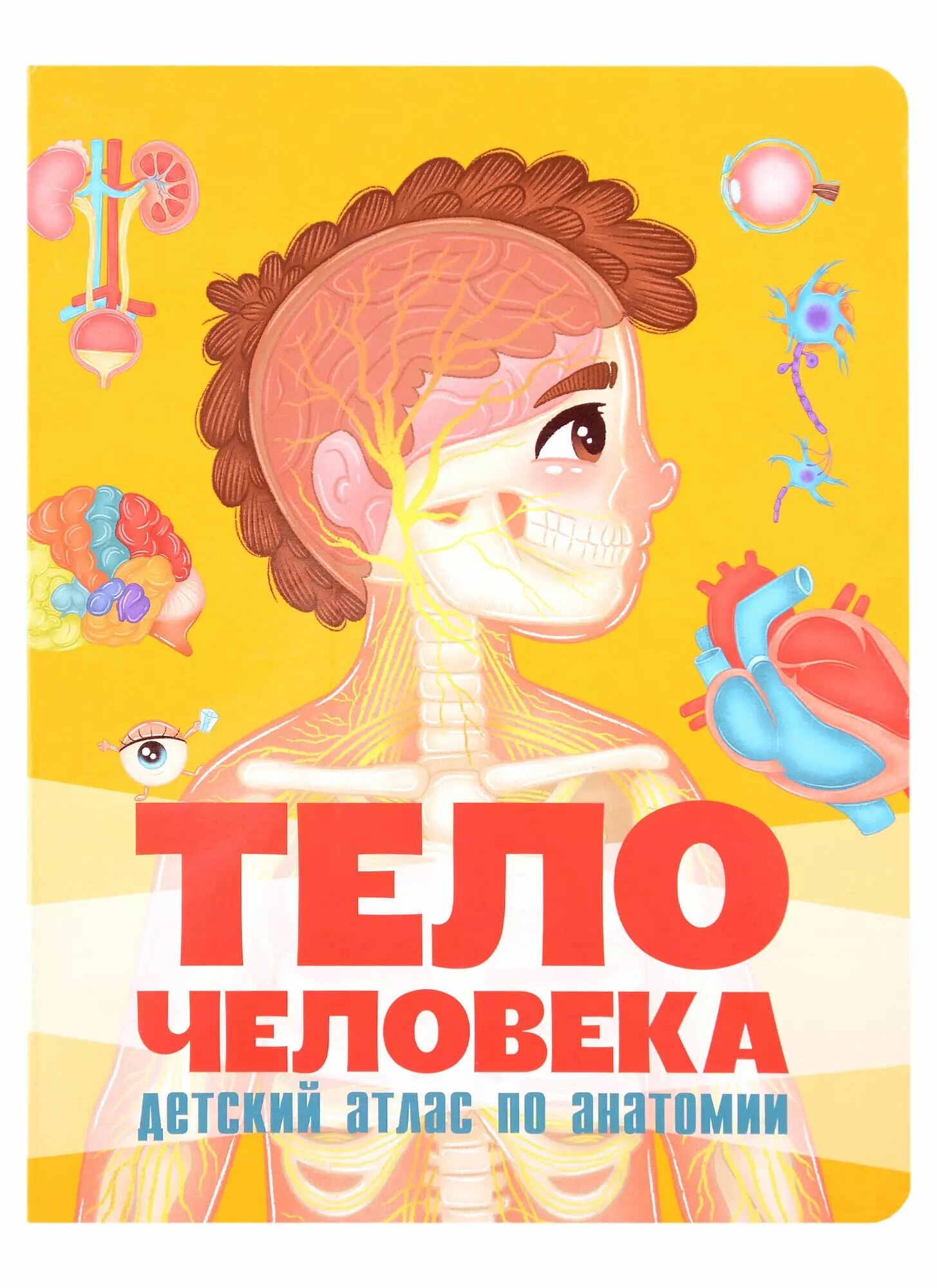 Тело человека. Детский атлас по анатомии