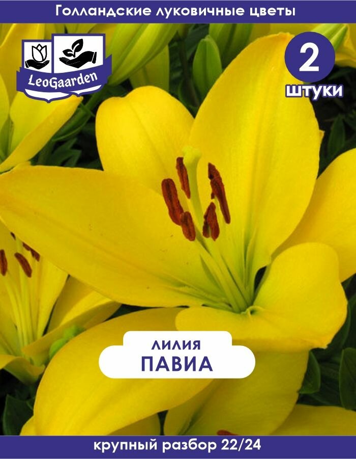 Лилия Луковица цветов, Павиа, ЛА-гибрид, разбор 22/24, 2 шт