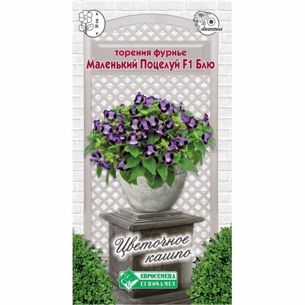 Торения Фурнье Маленький Поцелуй F1 Блю