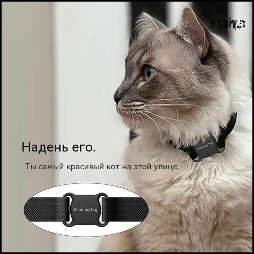 GPS-навигатор для поиска новых питомцев