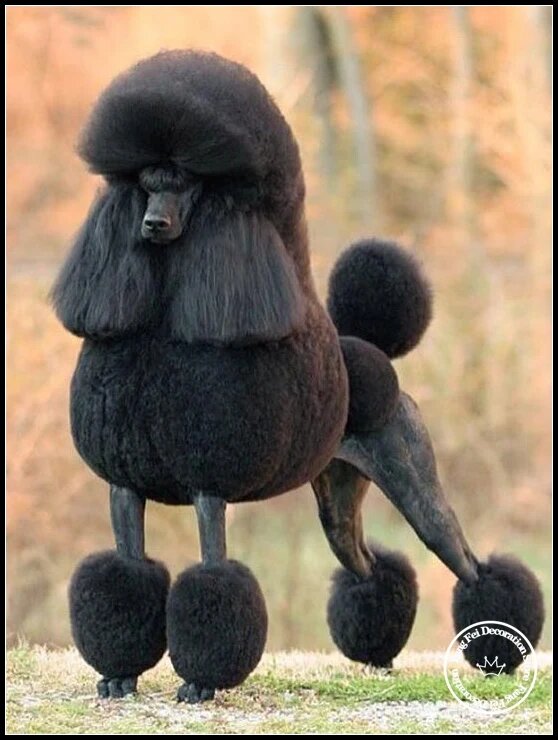 Алмазная мозаика на подрамнике "Домашняя собака Пудель" круглые бриллианты 40х50см