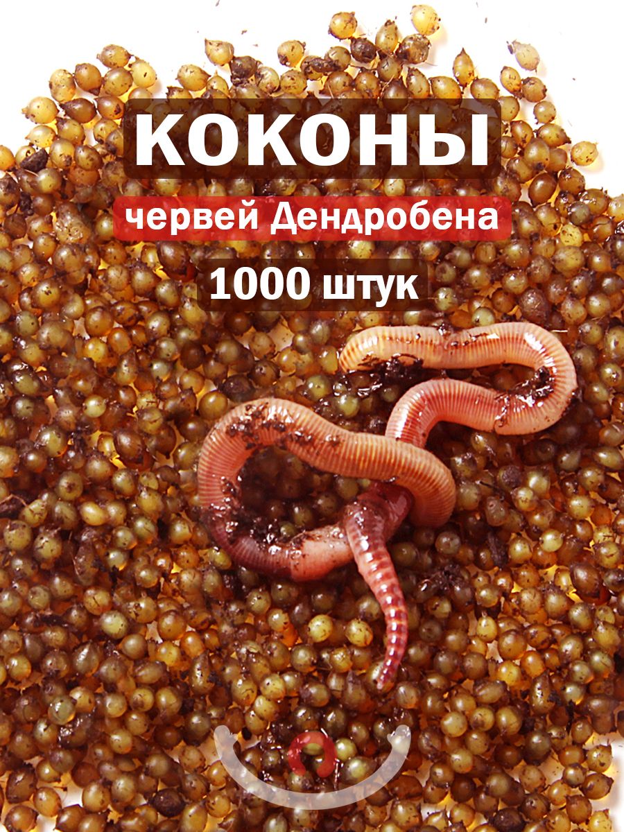 Коконы червей Дендробена 1000 штук (Dendrobaena)