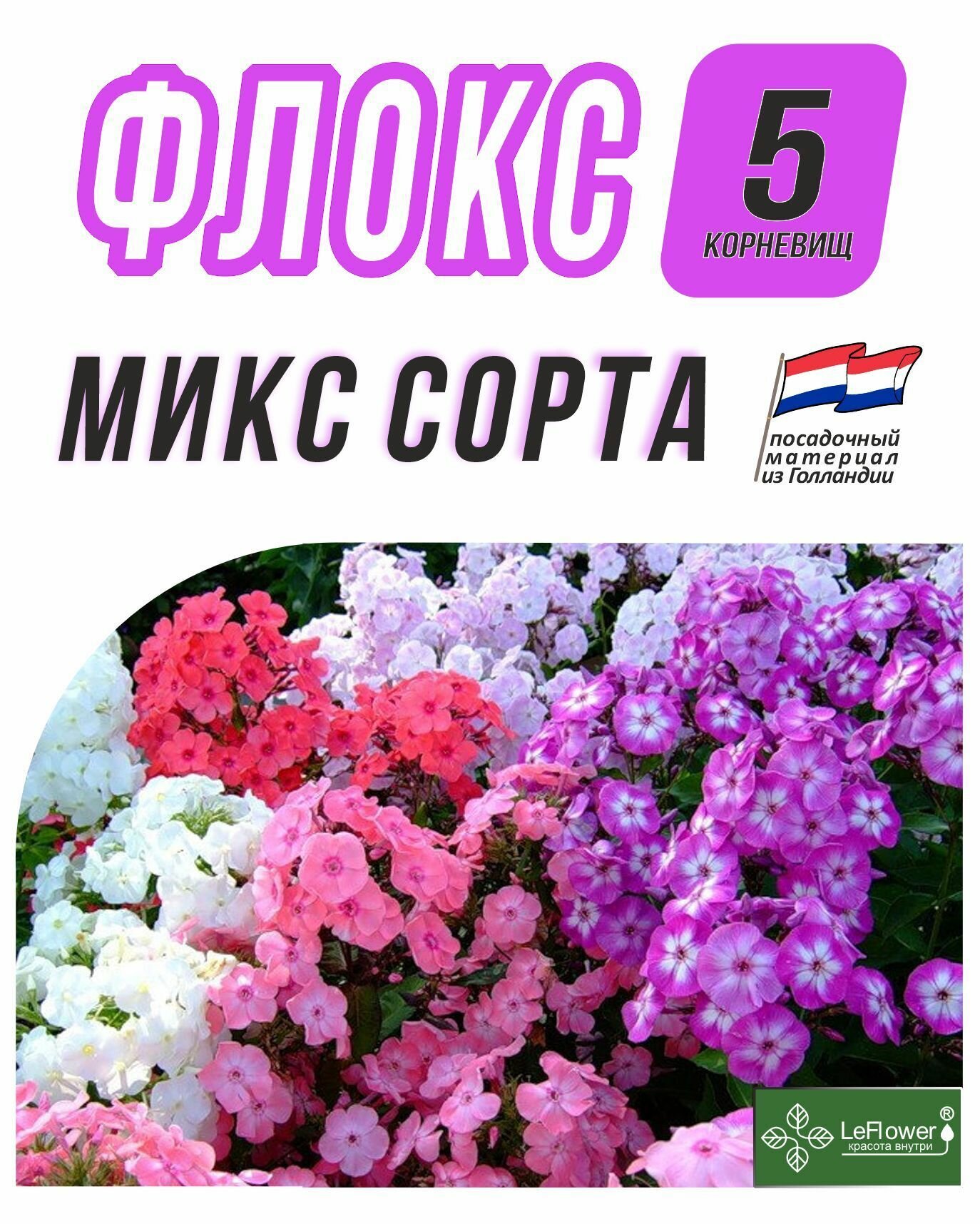 Флоксы Корневище, Микс сортов, 5шт