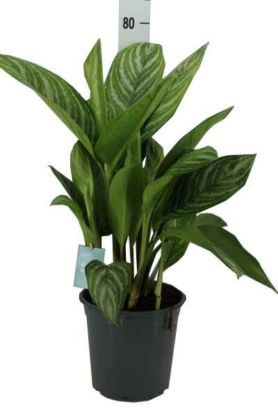 Аглаонема Страйпс - Aglaonema Stripes D23 H60