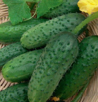 Семена огурцов Хрумка F1 (0,3 гр.)