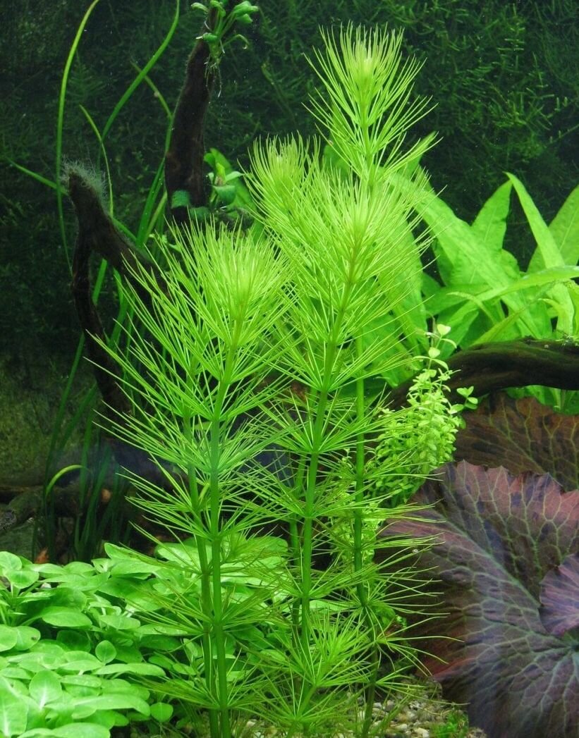 Живое аквариумное растение Гидротрихе, Hydrotriche hottoniiflora 1-2 веточки в зависимости о размера