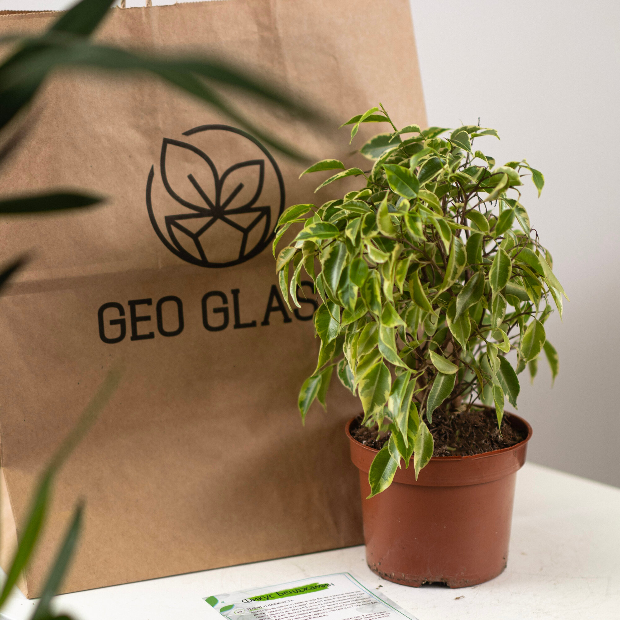 Домашний фикус бенджамина куст 12/25 см