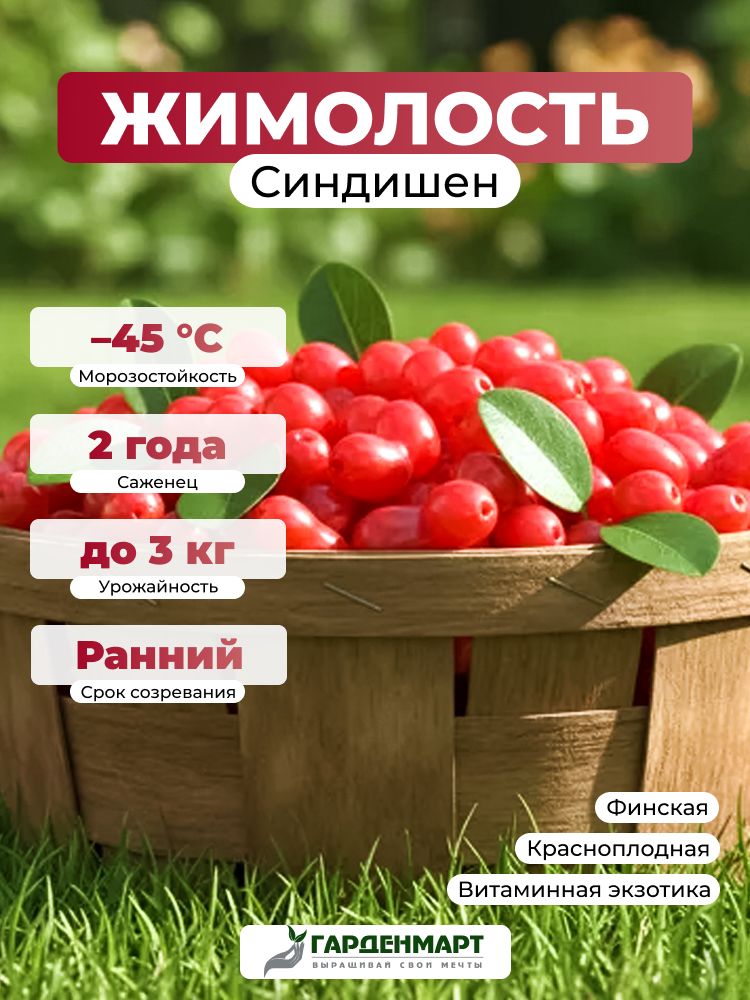 Саженец Жимолость красноплодная финская Синдишен
