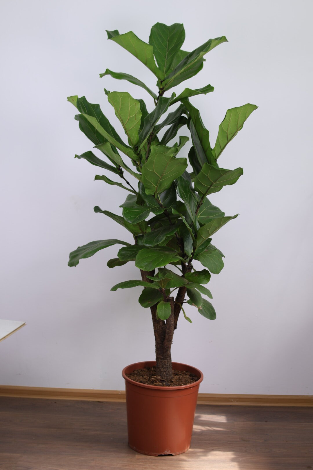 Фикус Лирата бранч 160 см