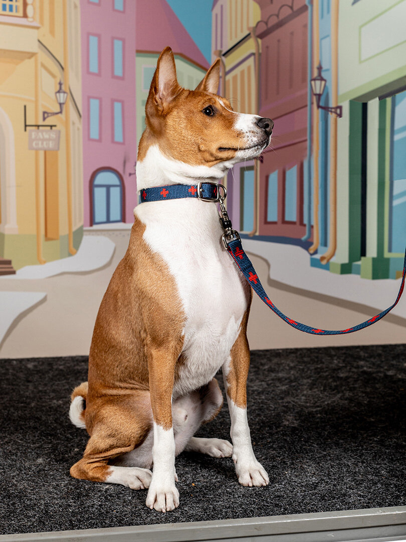 Поводок-стропа для собак Japan Premium Pet DAISKI с механизмом защиты от срыва, синий, размер S