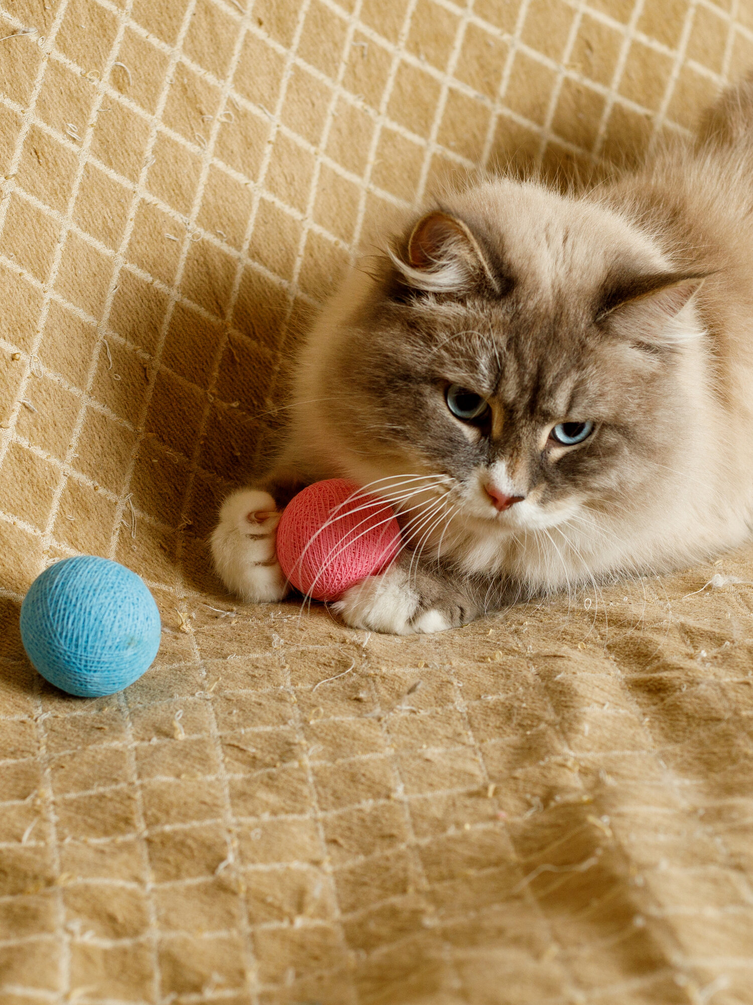 Набор игрушек для кошек и котят Japan Premium Pet клубок из безопасных хлопковых ниток со смещенным центром тяжести и колокольчиком внутри. Разноцветный