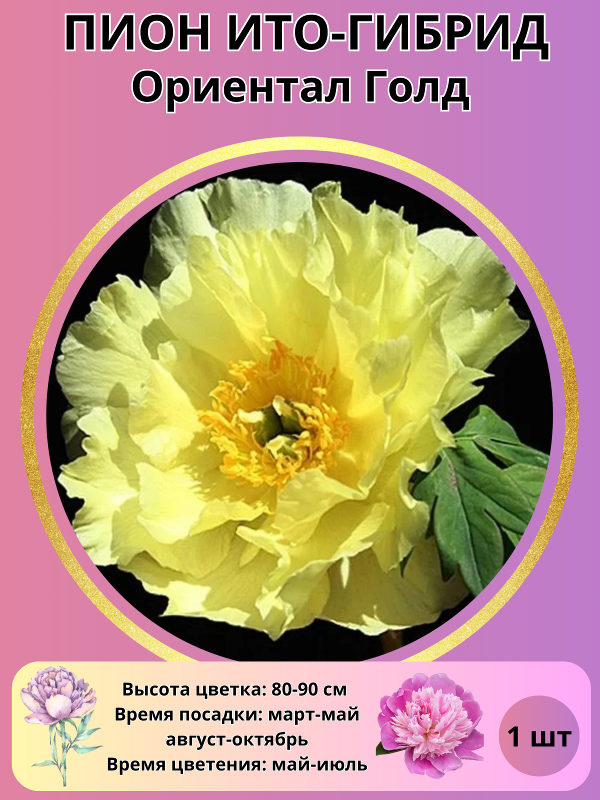 Пион ИТО-гибрид Ориентал Голд, многолетние цветы