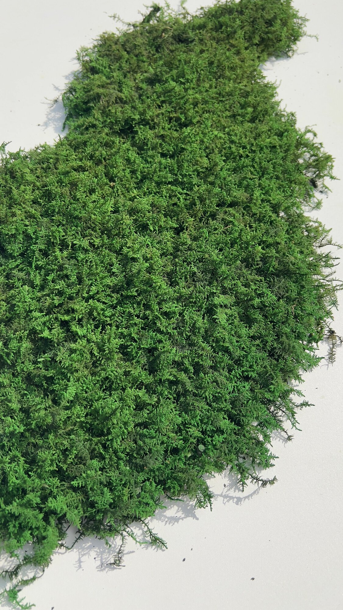 Стабилизированный мох, 0.2 кв. м. Папоротниковый пласт, мелкий лист