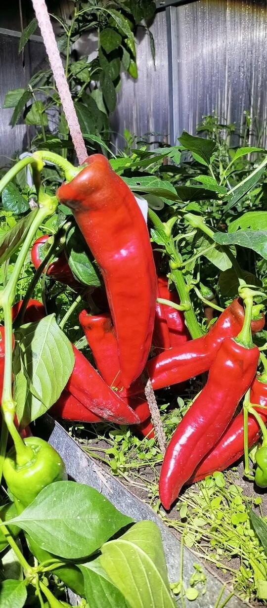 Семена Сладкого перца Рамиро красный 7шт+ бонус