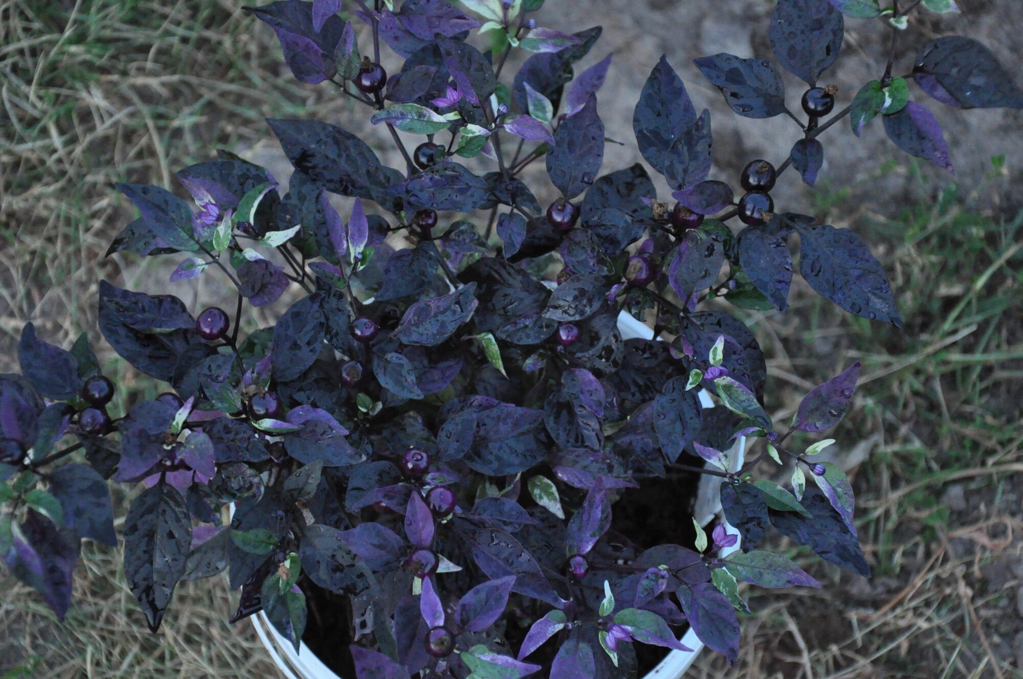 Семена Острого перца Purple flesh 7шт+ бонус