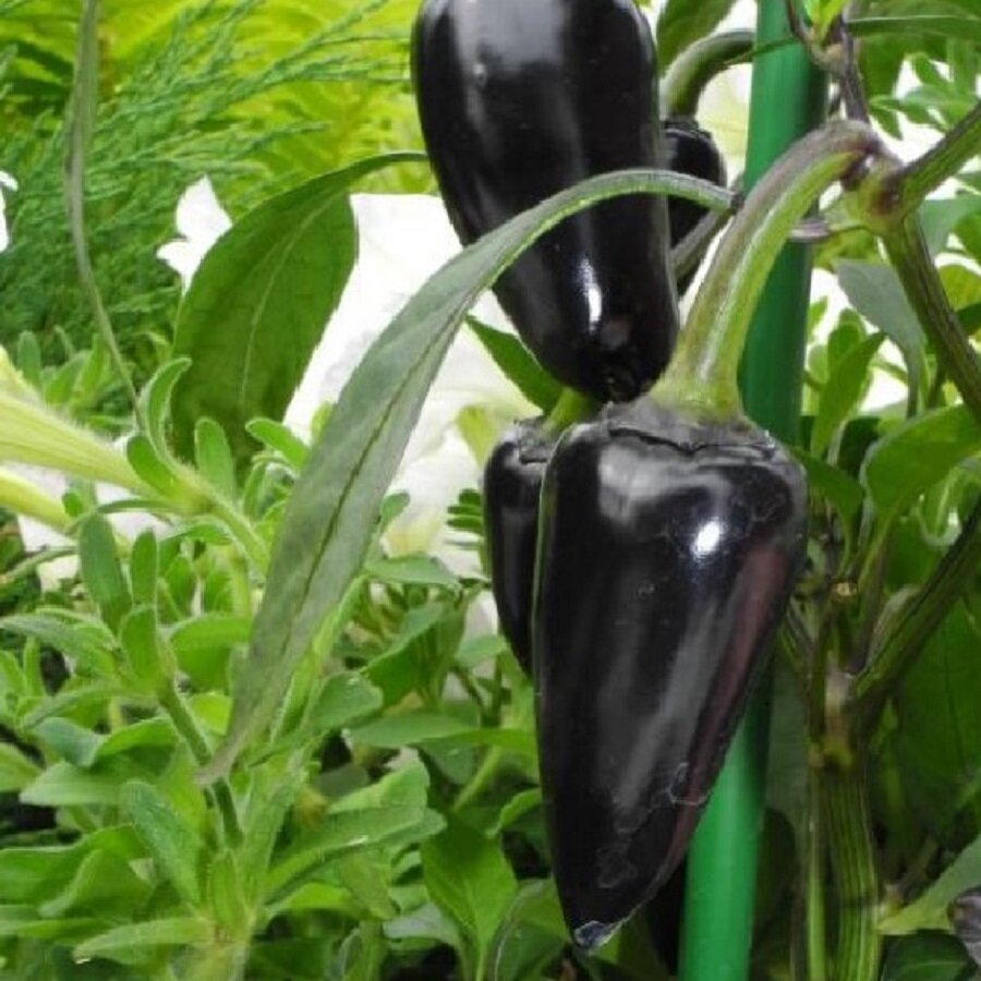 Семена Deodar SEEDS COMPANY Перец острый Black hungarian 5 шт.