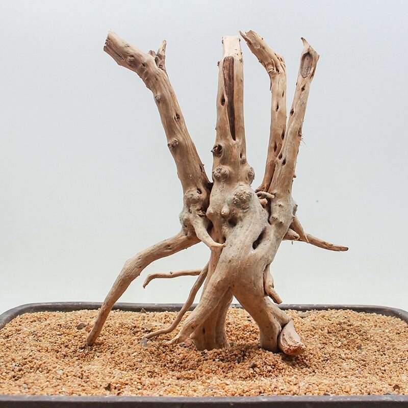 Декорация природная Коряга Сакура S 30-40см