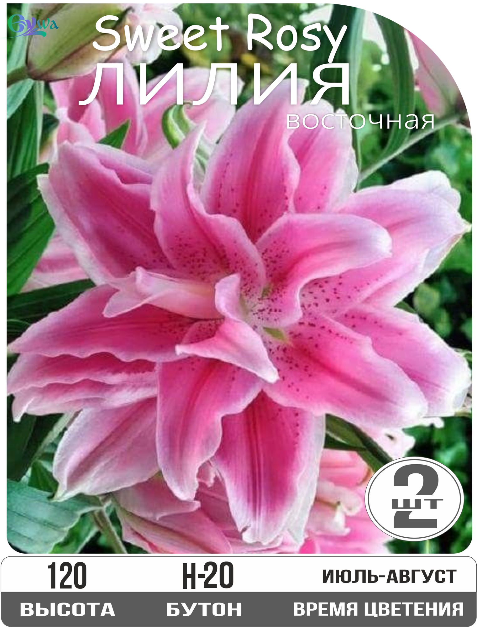 Лилия Луковица, Свит Рози, восточная махровая, высота 120 см, розовый, 2шт