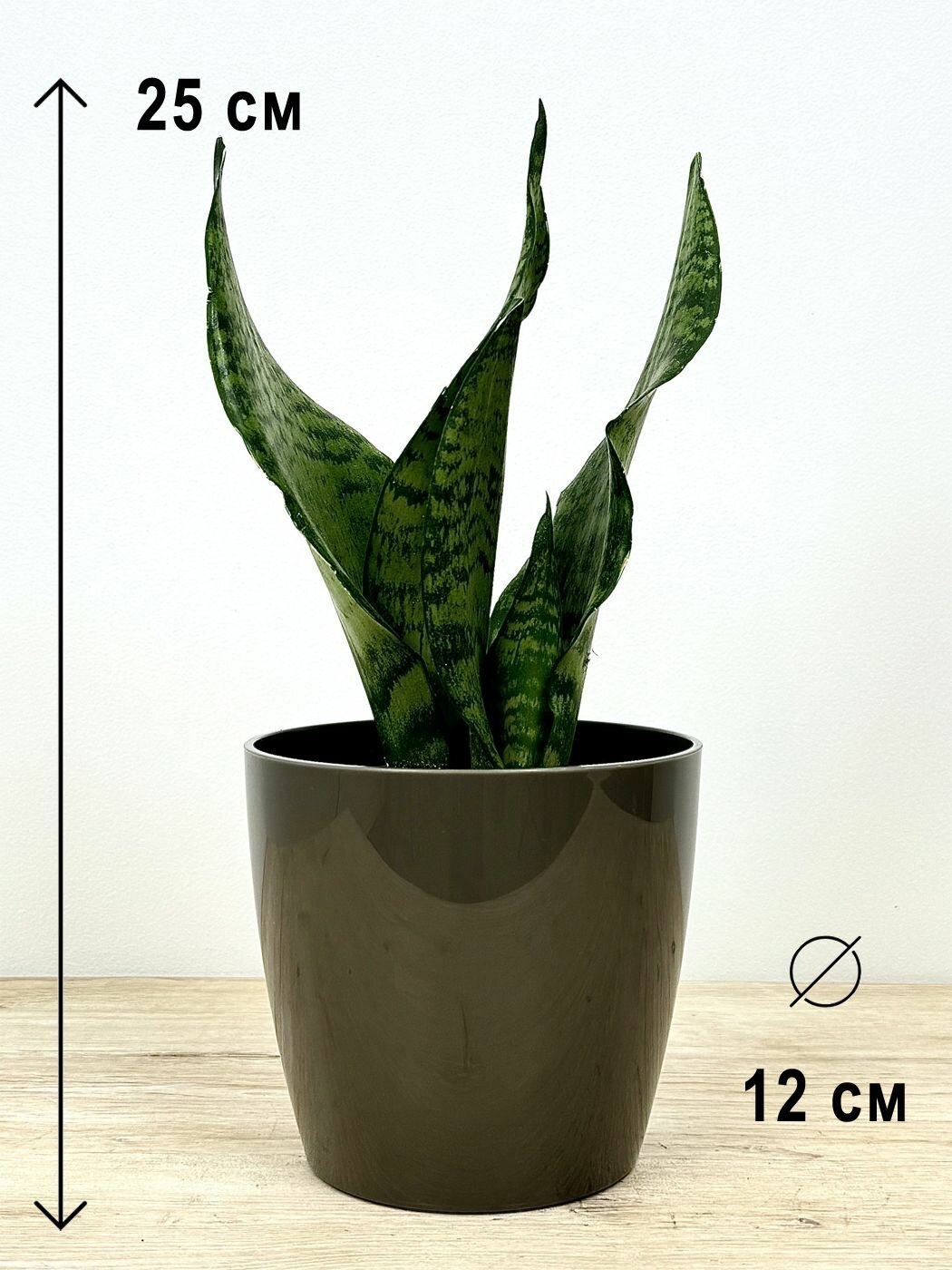 Сансевиерия Зейланика в пластиковом серо-коричневом кашпо, высота композиции 25-30см