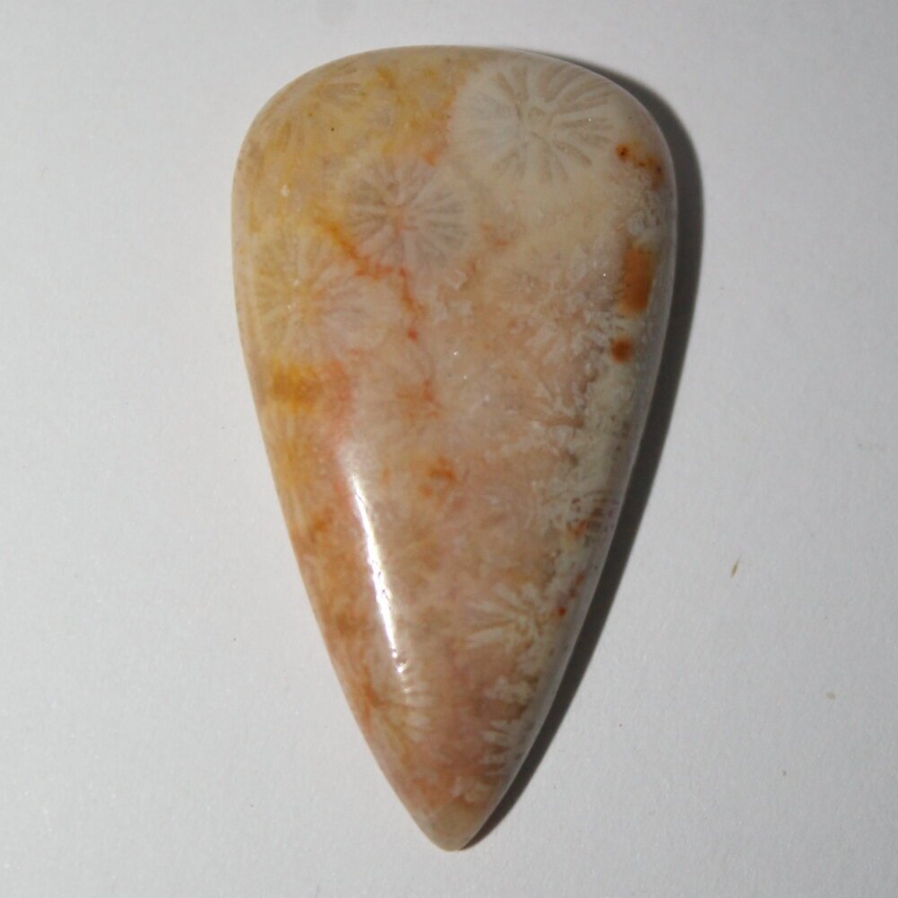 Коллекционный кабошон Коралл, 33х18х4 мм, Индонезия, "True Stones"