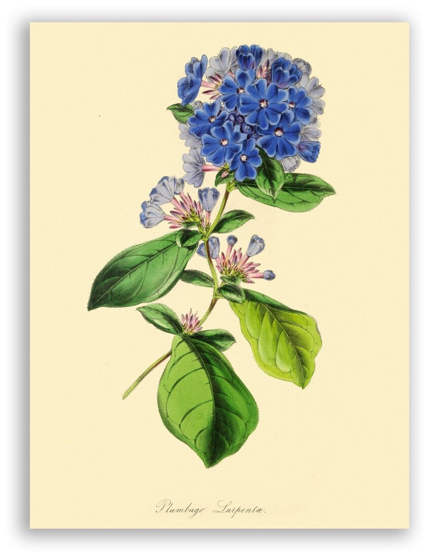 Гравюра Постер на бумаге / Plumbago Larpentae