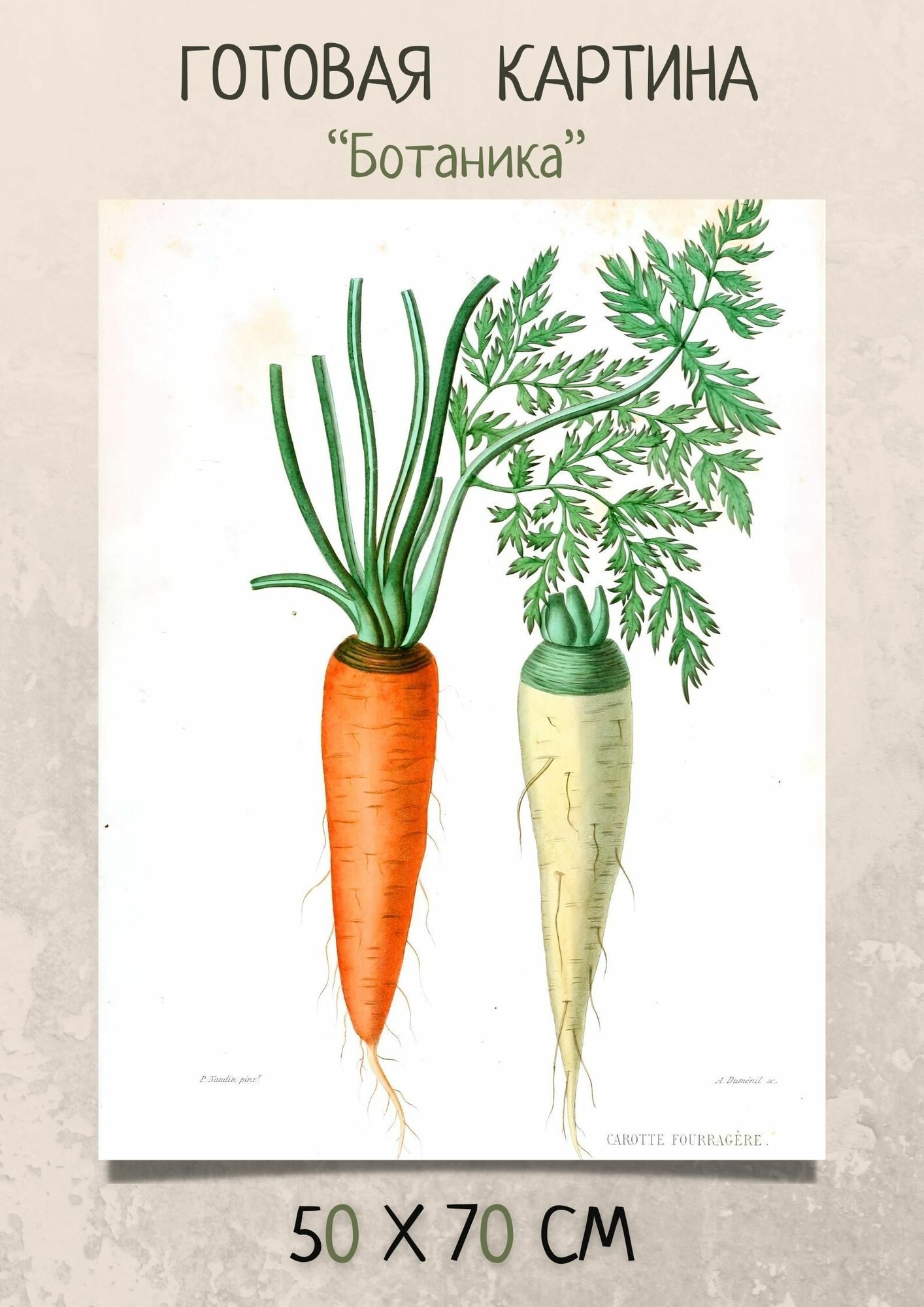 Картина на холсте в стиле Ботаника "Морковь овощ" 70х50