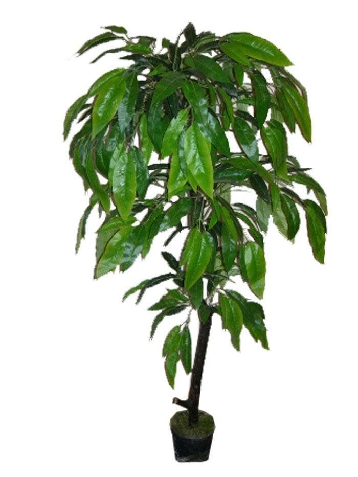 Манго - Mangifera D30 H180