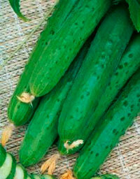 Семена огурцов Мой Генерал F1 (0,2 гр.)