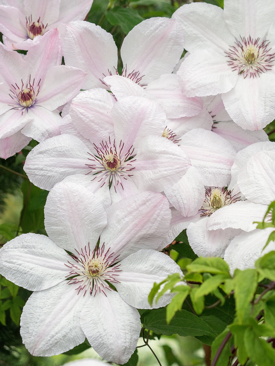 Клематис Ян Павел ІІ (Clematis Jan Pawel II) / вьющийся, морозостойкий сорт