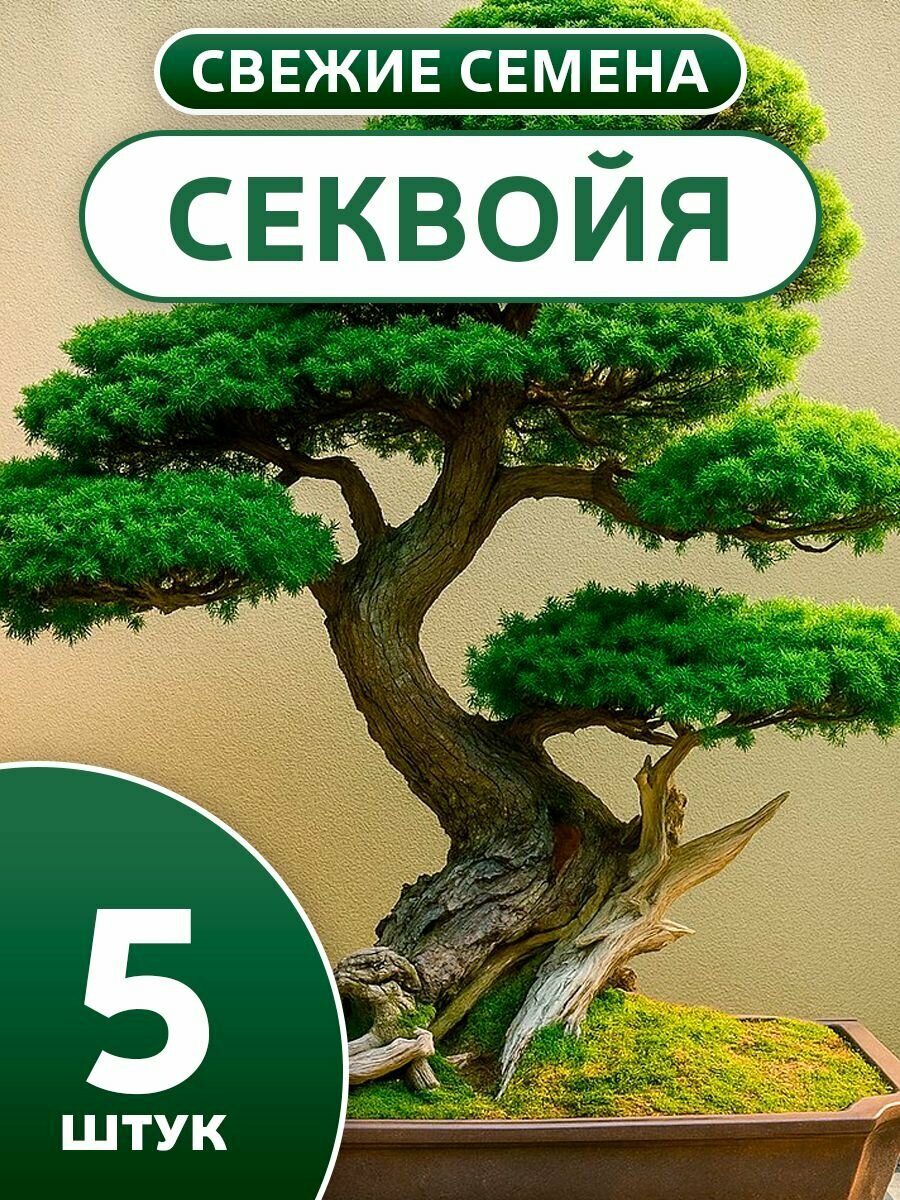Семена Секвойя вечнозелёная Калифорния для выращивания