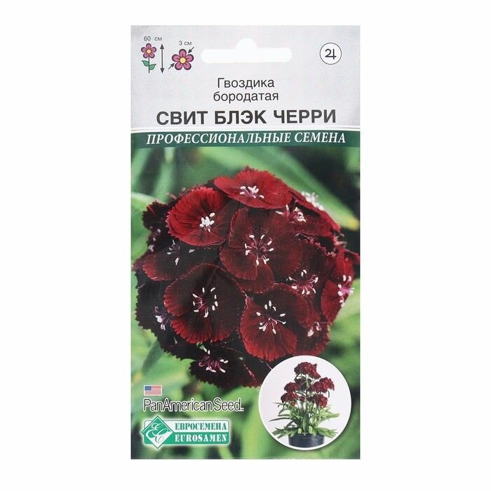 Гвоздика бородатая (Свит блэк черри)
