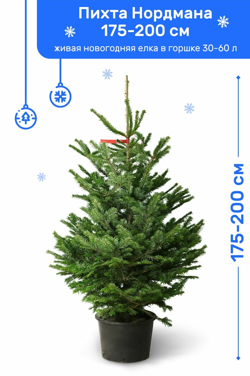 Пихта Нордмана Premium, живая новогодняя елка в пластиковом горшке (30-60 л), 175-200 см
