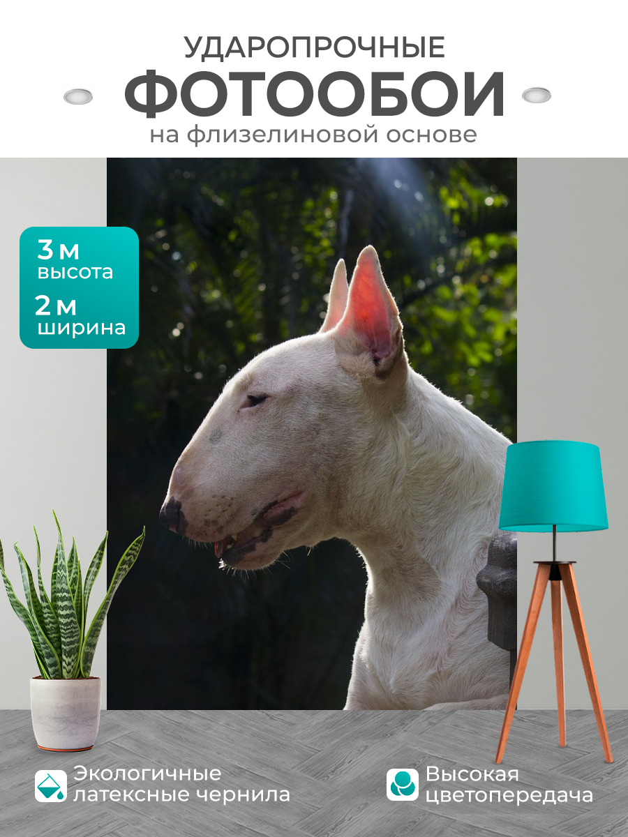 Фотообои моющиеся ударопрочные "Бультерьер, собака, белая собака" 200x300 см. флизелиновые на стену