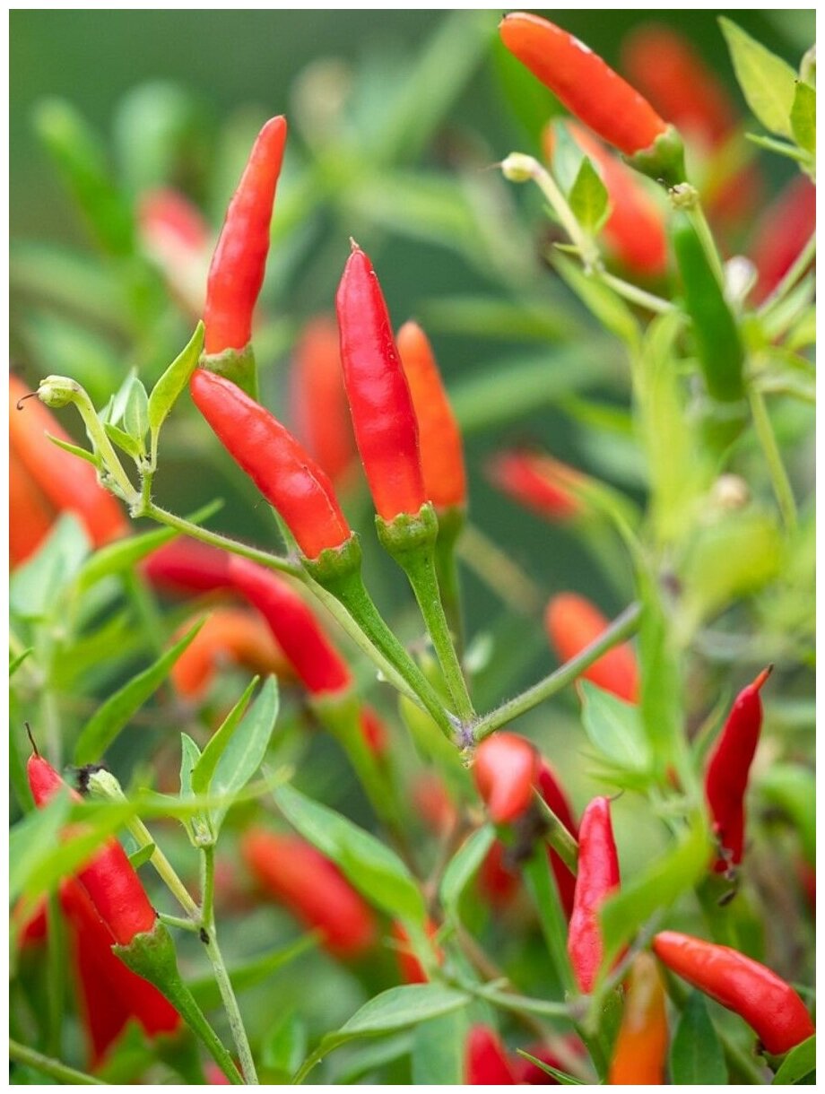 Острый перец demon red семена 5 штук