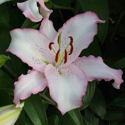 Луковицы лилии восточная Бразилия 2 шт