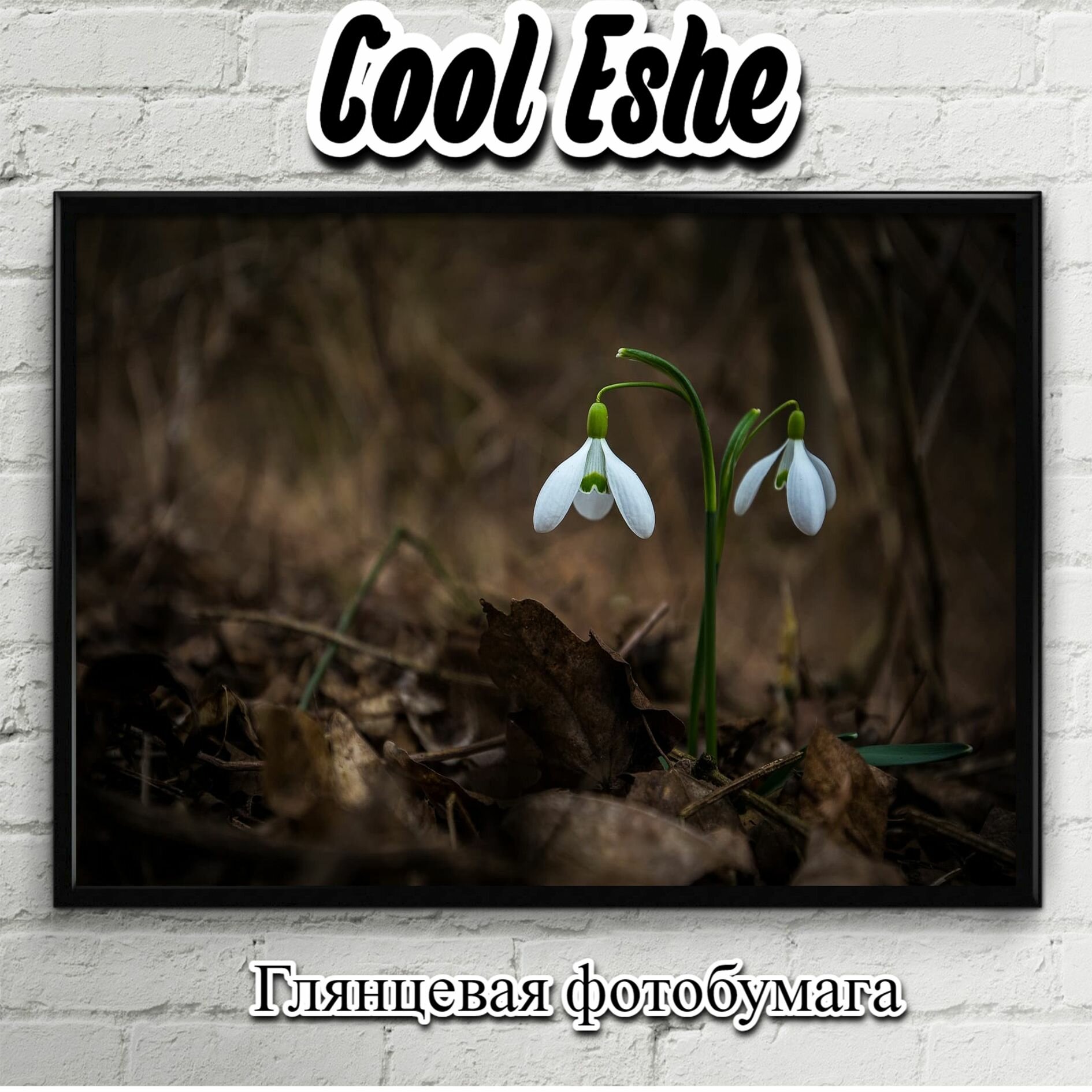 Постер "Подснежник, Растение" из коллекции "Природа" А3