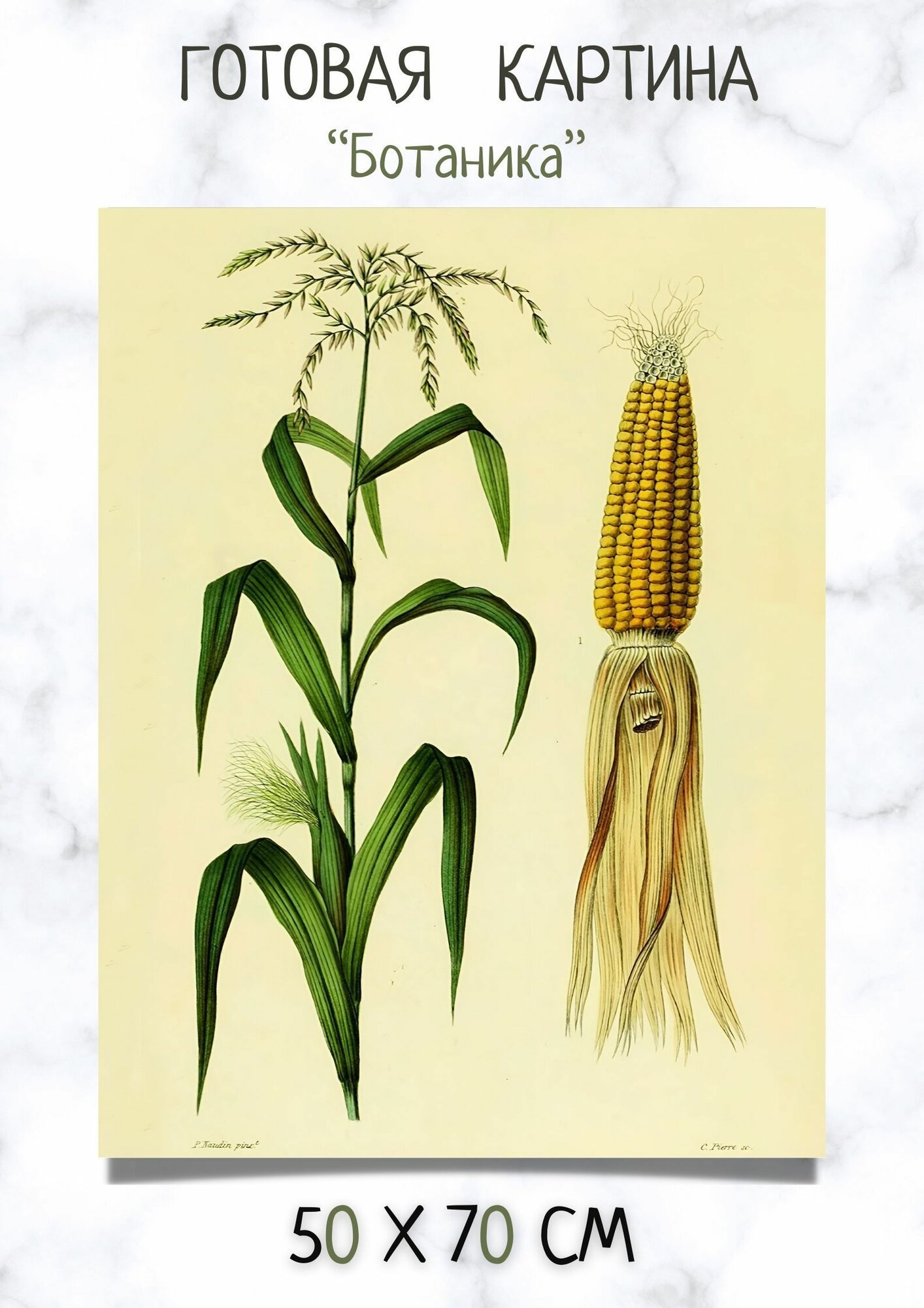 Картина на холсте в стиле Ботаника "Кукуруза" 70х50