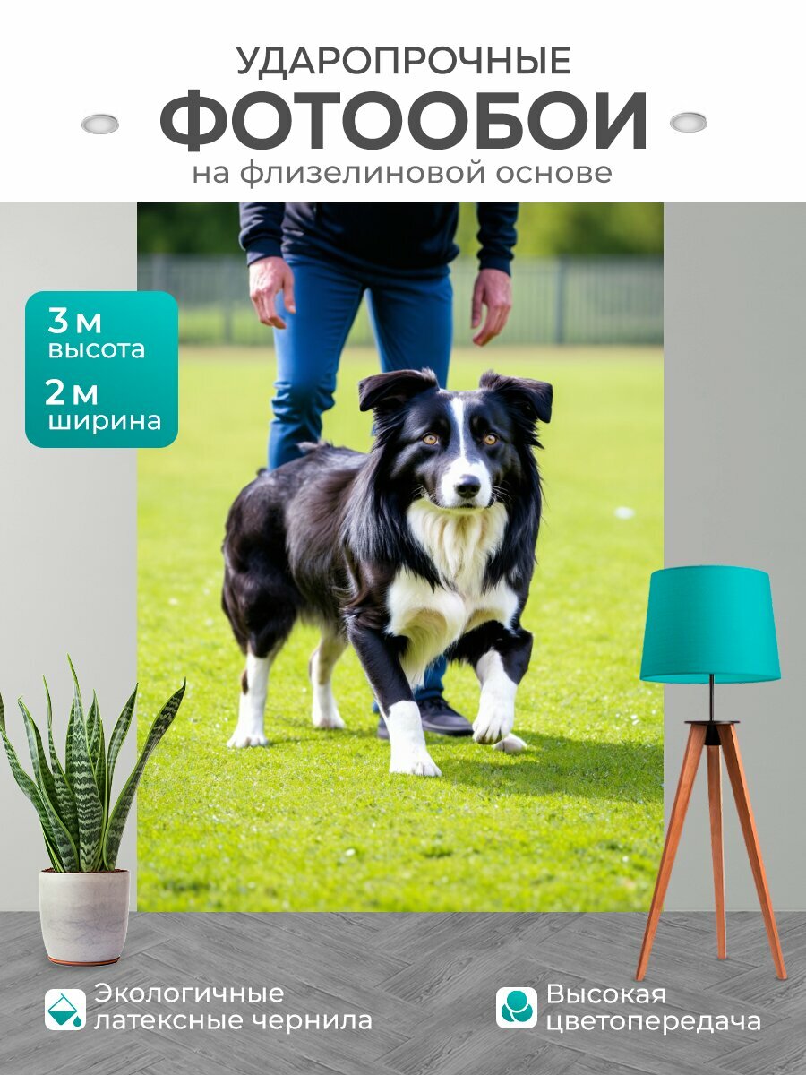 Фотообои моющиеся ударопрочные "Бордер-колли, тренирующийся на специальной площадке для собак с хозяином" 200x300 см. флизелиновые на стену