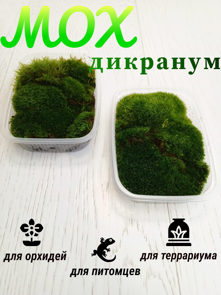 Мох Дикранум лесной свежий для террариумов, флорариумов, декора и рукоделия