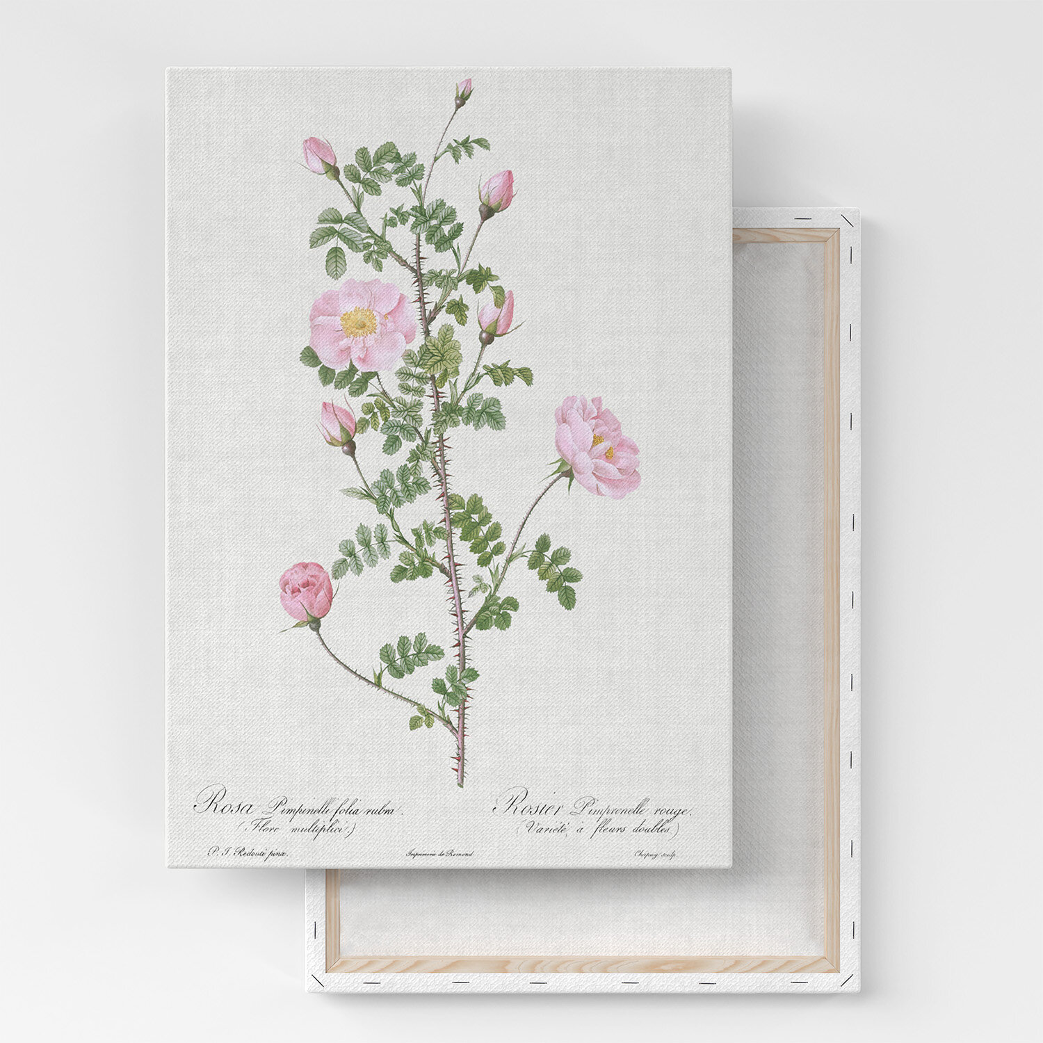 Картина на холсте, репродукция / Пьер-Жозеф Редуте - Double Pink Scotch Briar / Размер 40 x 53 см