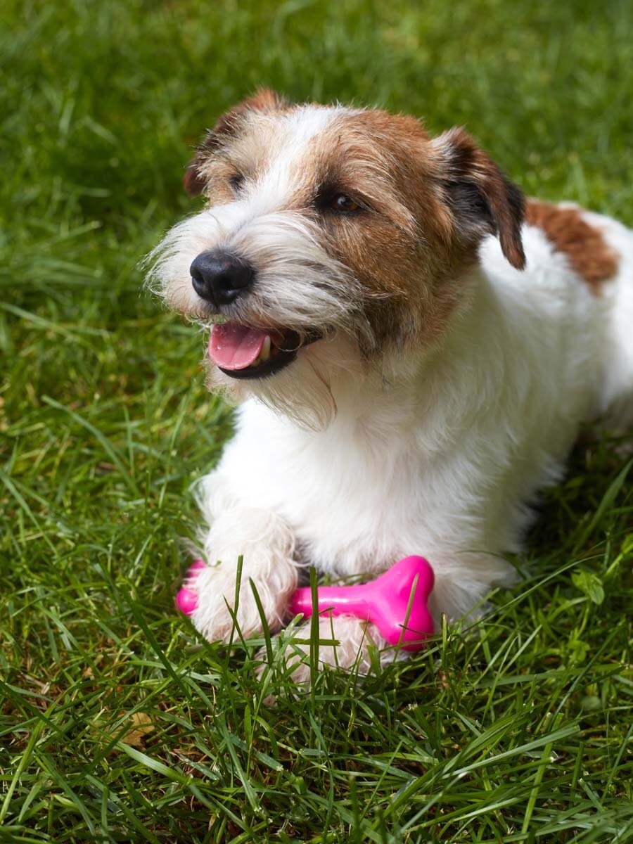 Игрушка для собак Japan Premium Pet Крепкая кость, размер S, малиновая