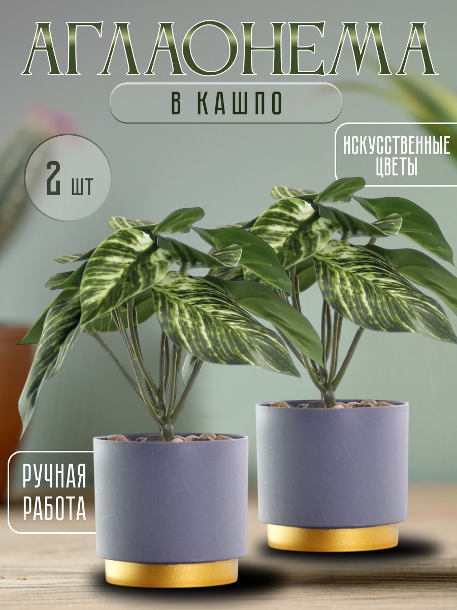 Растение декоративное 2 шт Аглаонема в кашпо 19 см