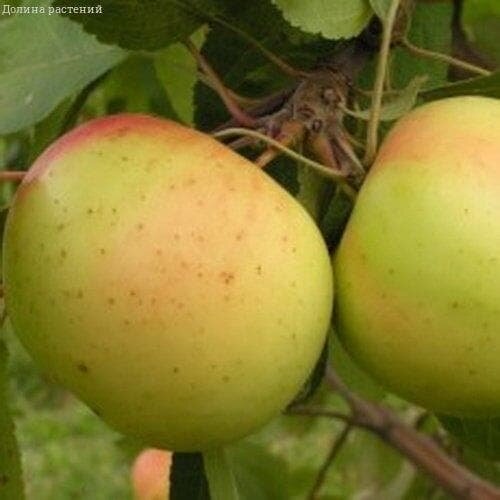 Яблоня Банановое/Зимняя (1 саженец), Россия