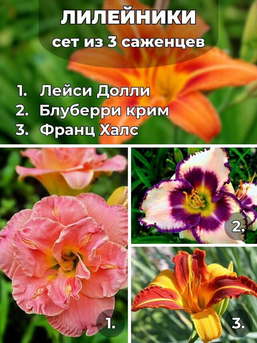 Лилейник, корневища , сет из 3-х сортов